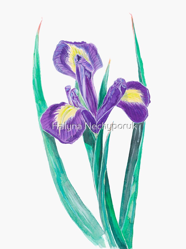 "Siberian iris" Sticker for Sale by Halyna Nechyporuk | Redbubble