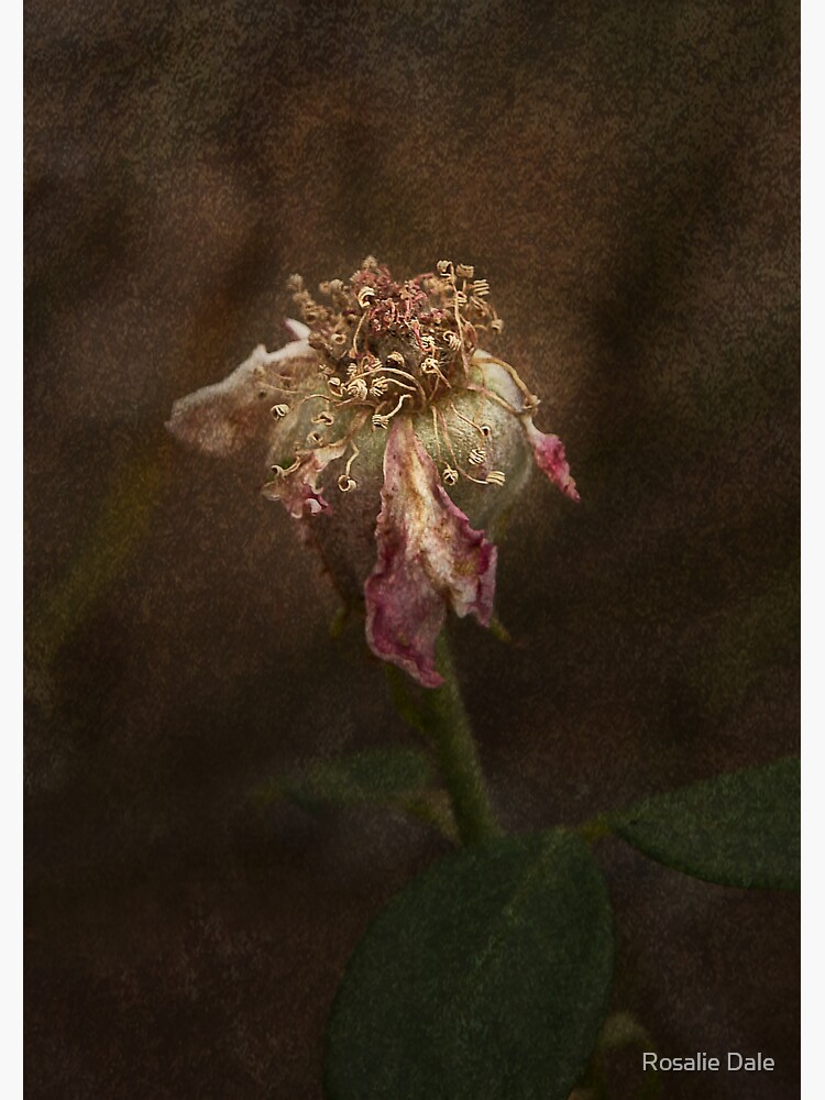 "Rust 'n Roses #20" Sticker by RosalieDale | Redbubble