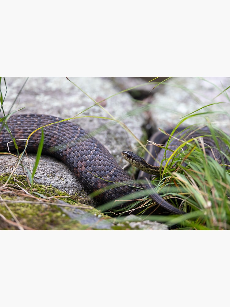 "Garter Snake and Northern Watersnake" Sticker for Sale by Liefeldae ...