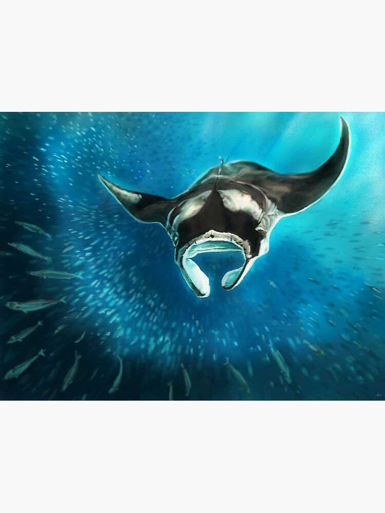 "Manta Ray" Poster for Sale by alandodrawing | Redbubble