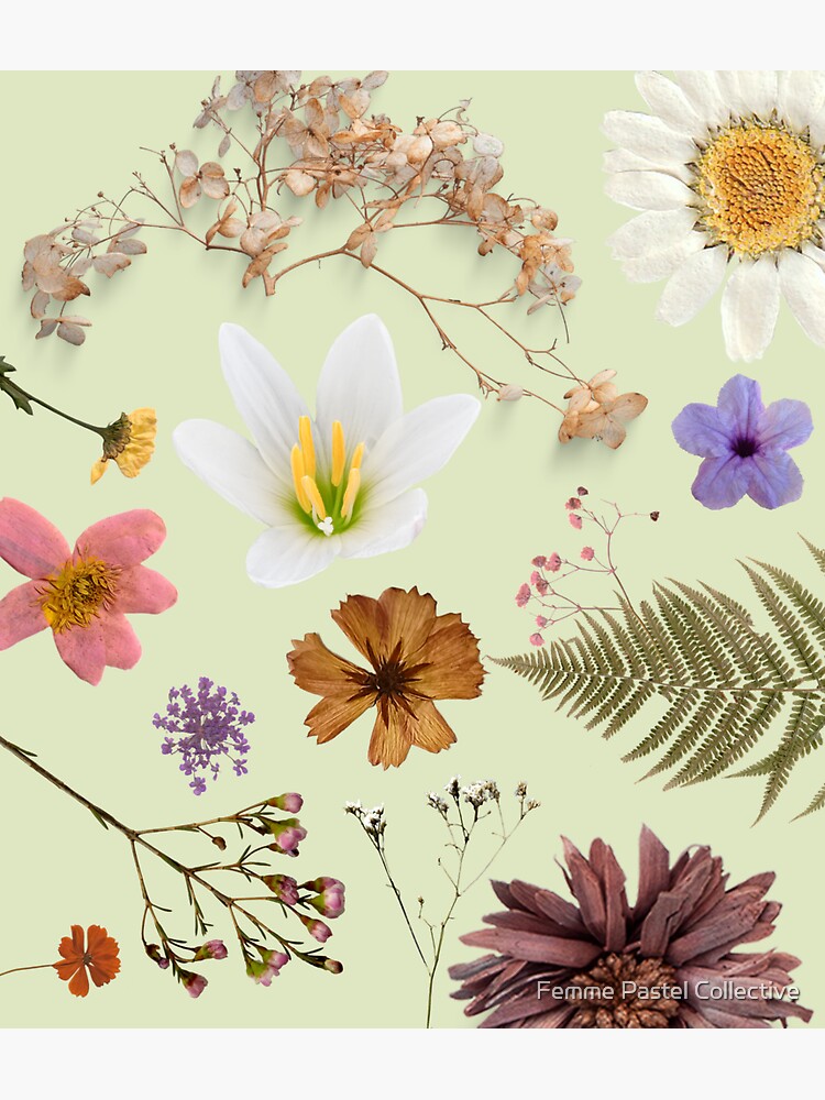 "Beautiful Botany Collage - Mint Green" Sticker for Sale by madiwestdal ...