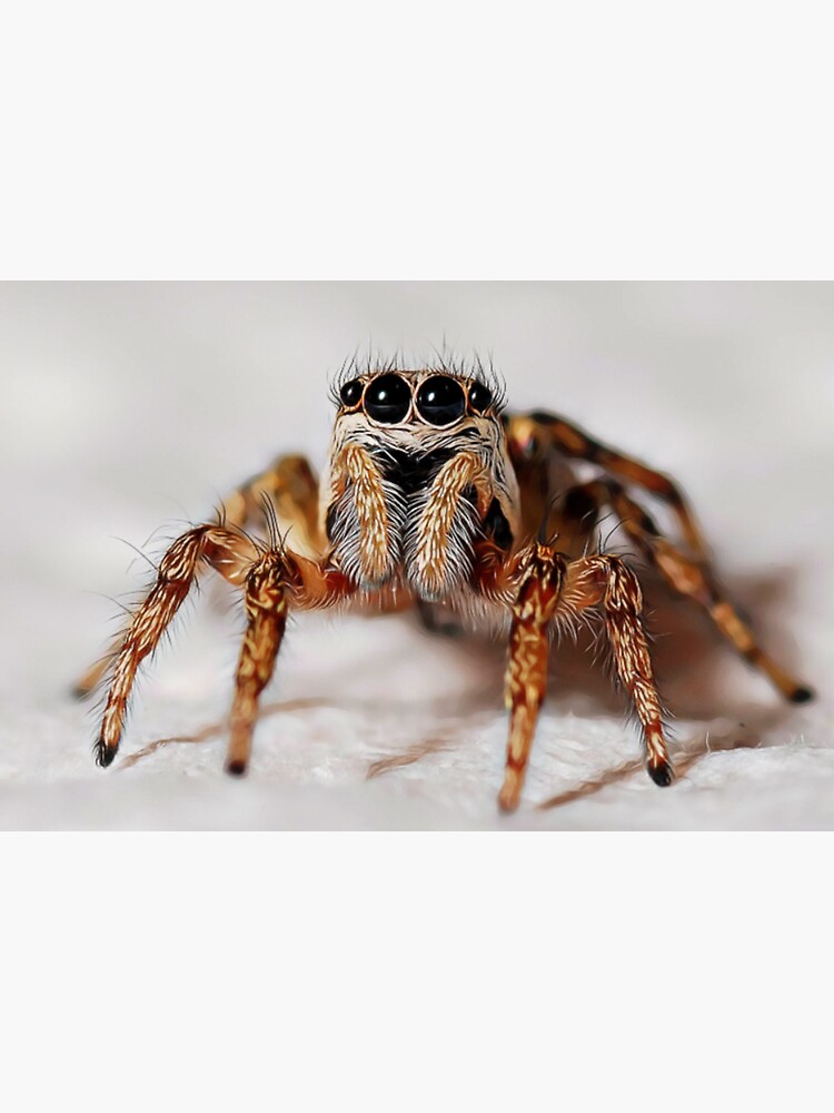 "Spider" Sticker for Sale by baricevic | Redbubble