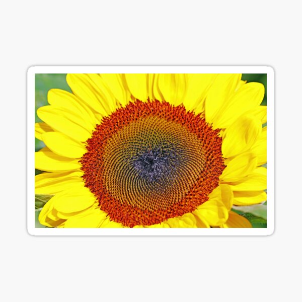 "Center Of Excellence" Sticker for Sale by debop1 | Redbubble