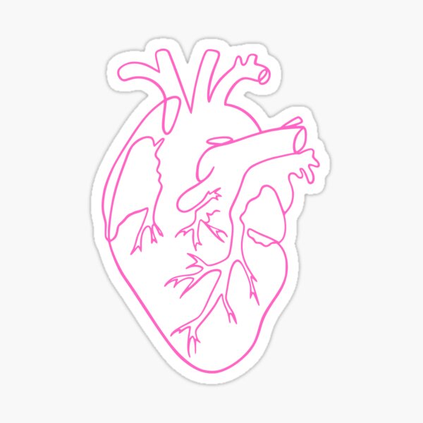 "Pink Anatomy Heart" Sticker for Sale by selmaal | Redbubble