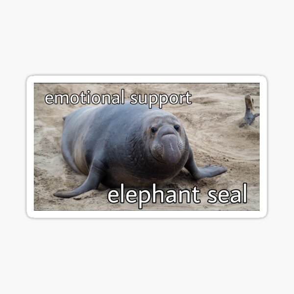 Sea Elephant Memes Download Seal, Water, Animal. Royalty Free Stock
