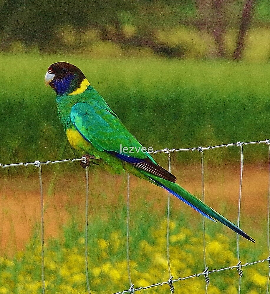 "Australian Ringneck" by lezvee | Redbubble