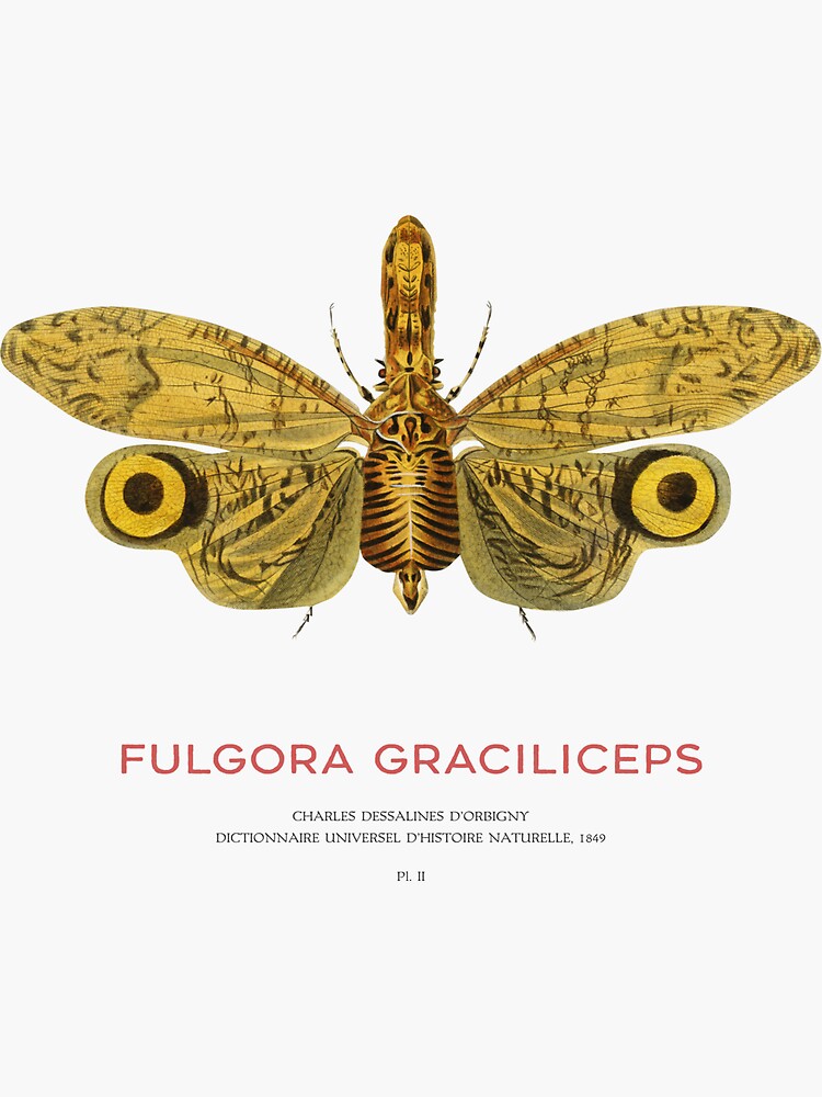 "Alligator bug or Fulgora Graciliceps" Sticker for Sale by Vintagrafica ...