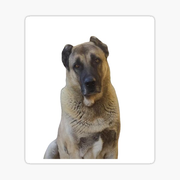 "Veran cuvar rase Kangal" Sticker for Sale by Lidijana | Redbubble