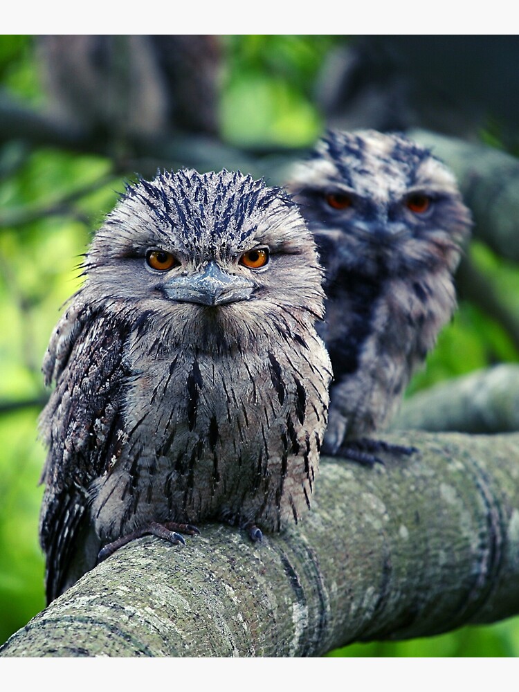 "Tawny frogmouths owl" Poster for Sale by HelloDue | Redbubble