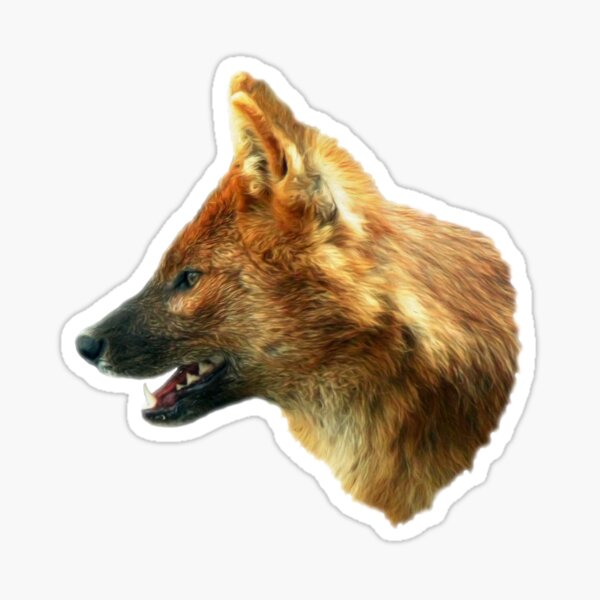 "Dhole-Asian wild dog" Sticker for Sale by Guardi71 | Redbubble