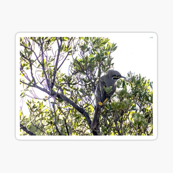 "Nectar Feeder" Sticker by Guyzimijz | Redbubble