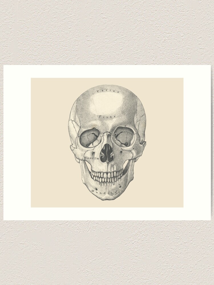 "Vintage Skull Encyclopedia Illustration" Art Print for Sale by ...