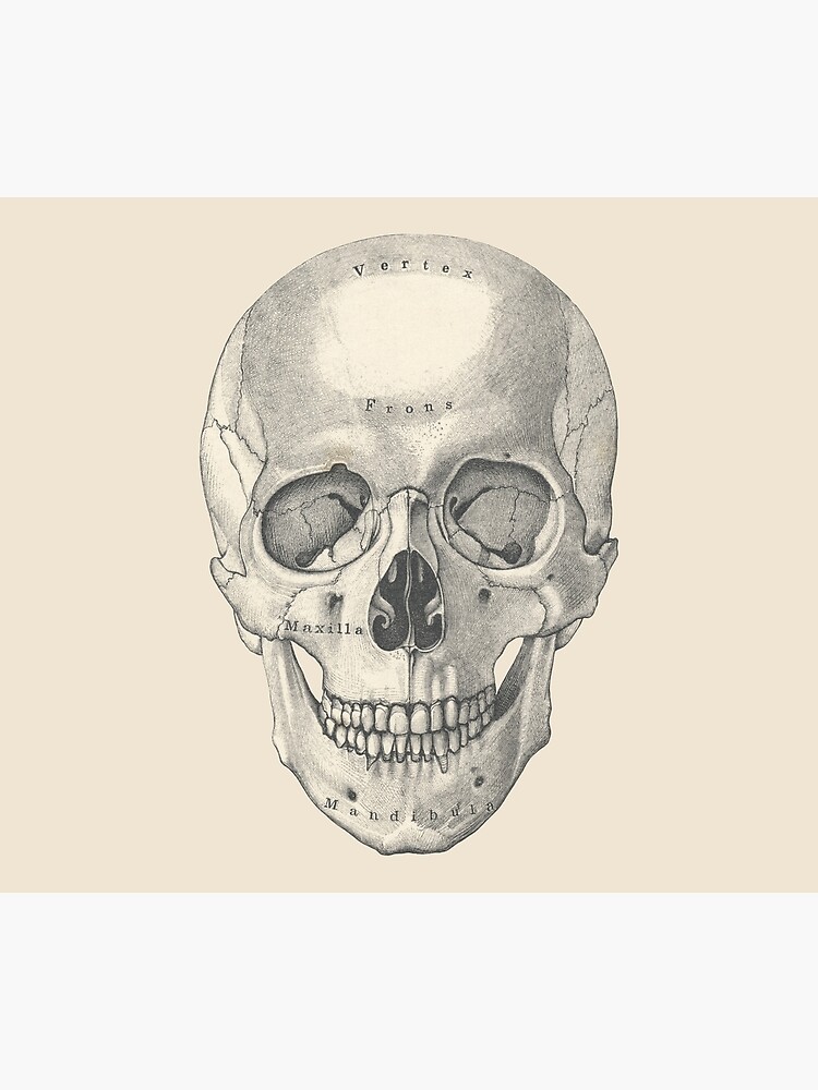 "Vintage Skull Encyclopedia Illustration" Art Print for Sale by ...