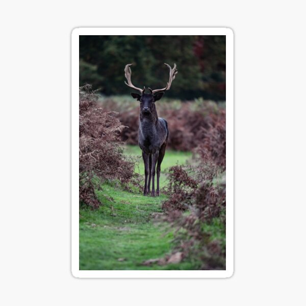 "Black Stag" Sticker for Sale by ChloePorter17 | Redbubble
