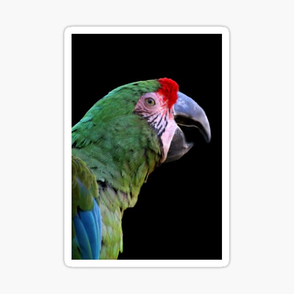 "parrot" Sticker for Sale by DN-photo | Redbubble
