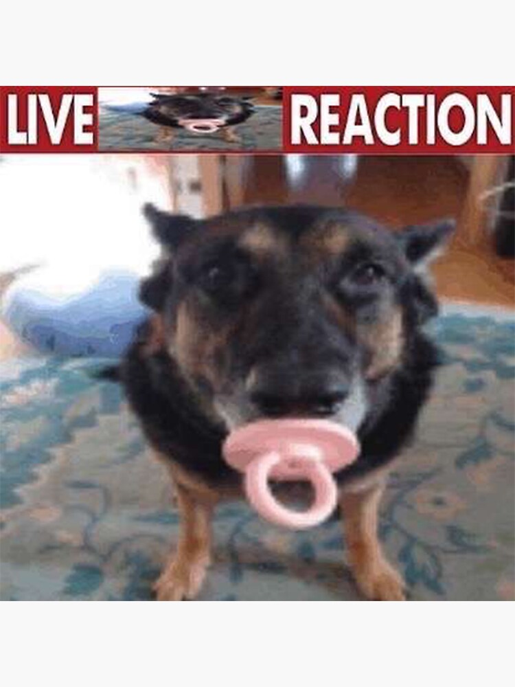 "LIVE REACTION" Sticker for Sale by cocksnot | Redbubble