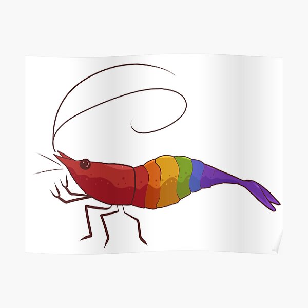 "Gay Pride Rainbow Neocaridina Freshwater Shrimp" Poster for Sale by ...