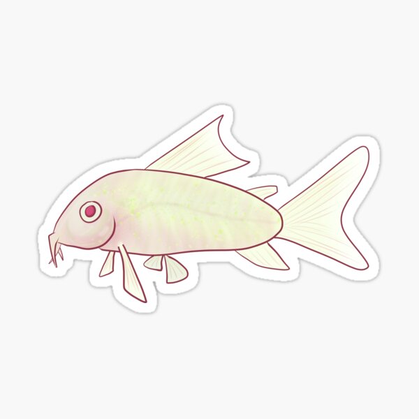 "Albino Cory Cat Freshwater Catfish" Sticker for Sale by SnowAfterFyre ...