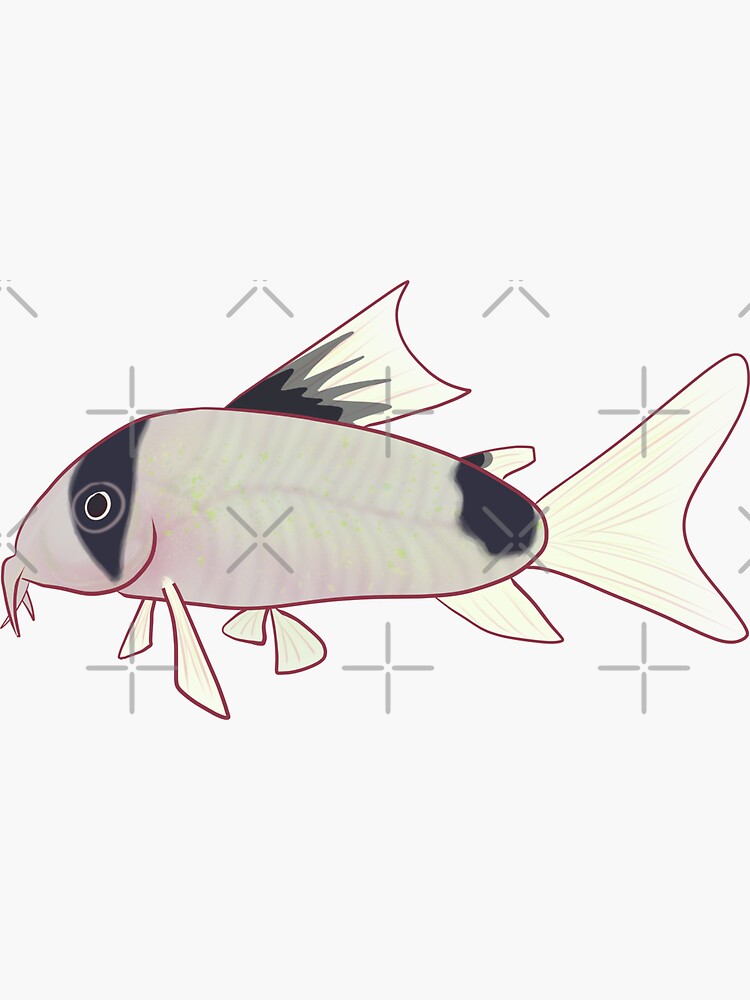 "Panda Cory Cat Freshwater Catfish" Sticker for Sale by SnowAfterFyre ...
