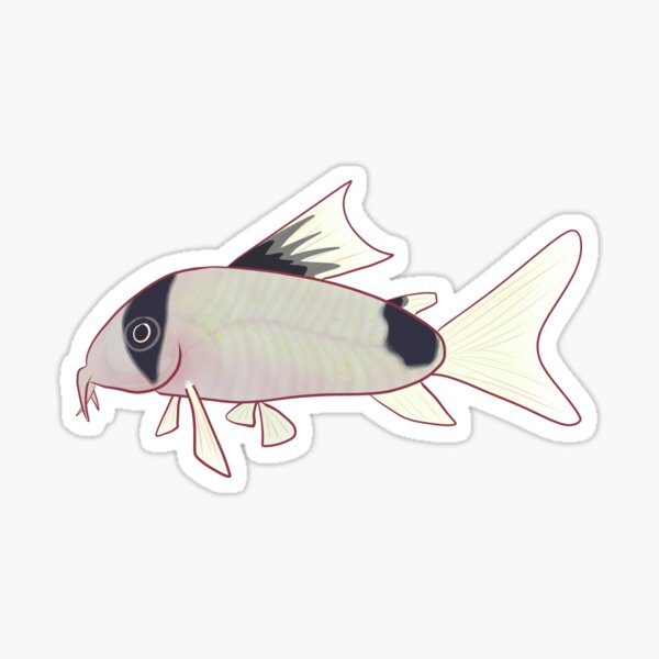 "Panda Cory Cat Freshwater Catfish" Sticker for Sale by SnowAfterFyre ...