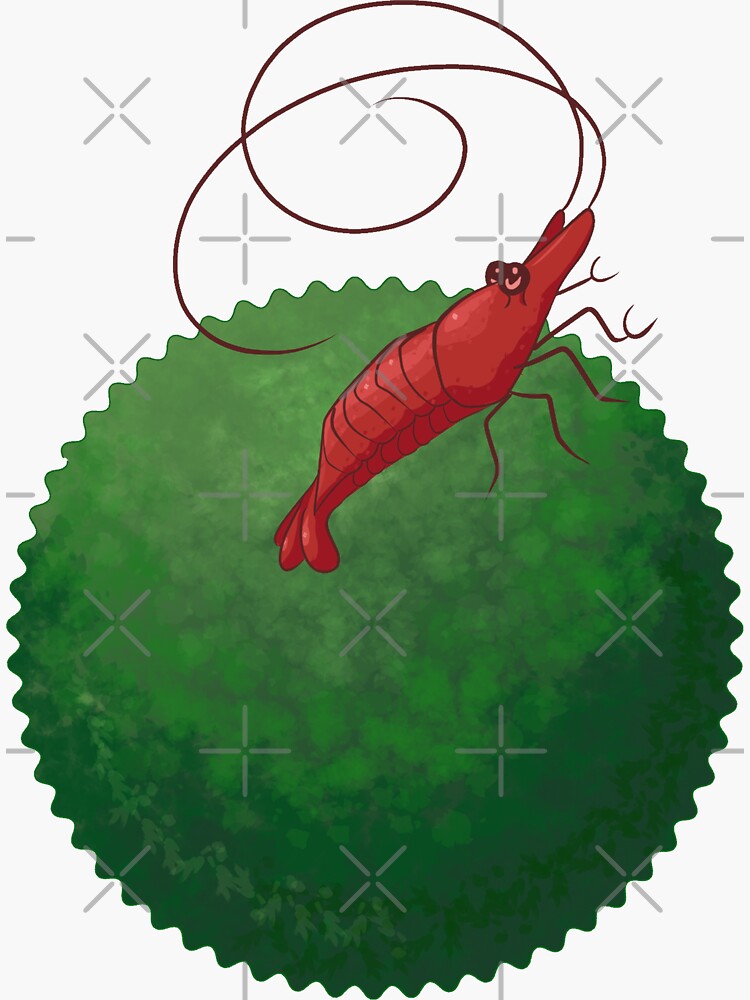 "Single Cherry Red Naocaridina Freshwater Shrimp on Marimo Moss Ball ...