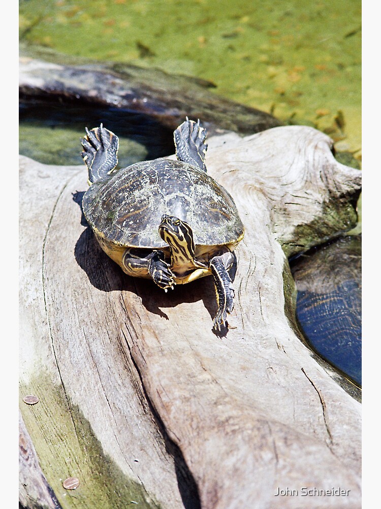 "Ta-Da" Sticker for Sale by woodeye518 | Redbubble