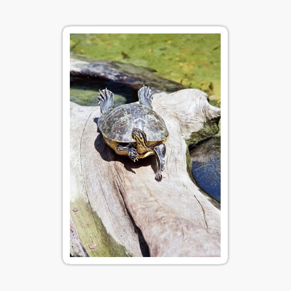 "Ta-Da" Sticker for Sale by woodeye518 | Redbubble