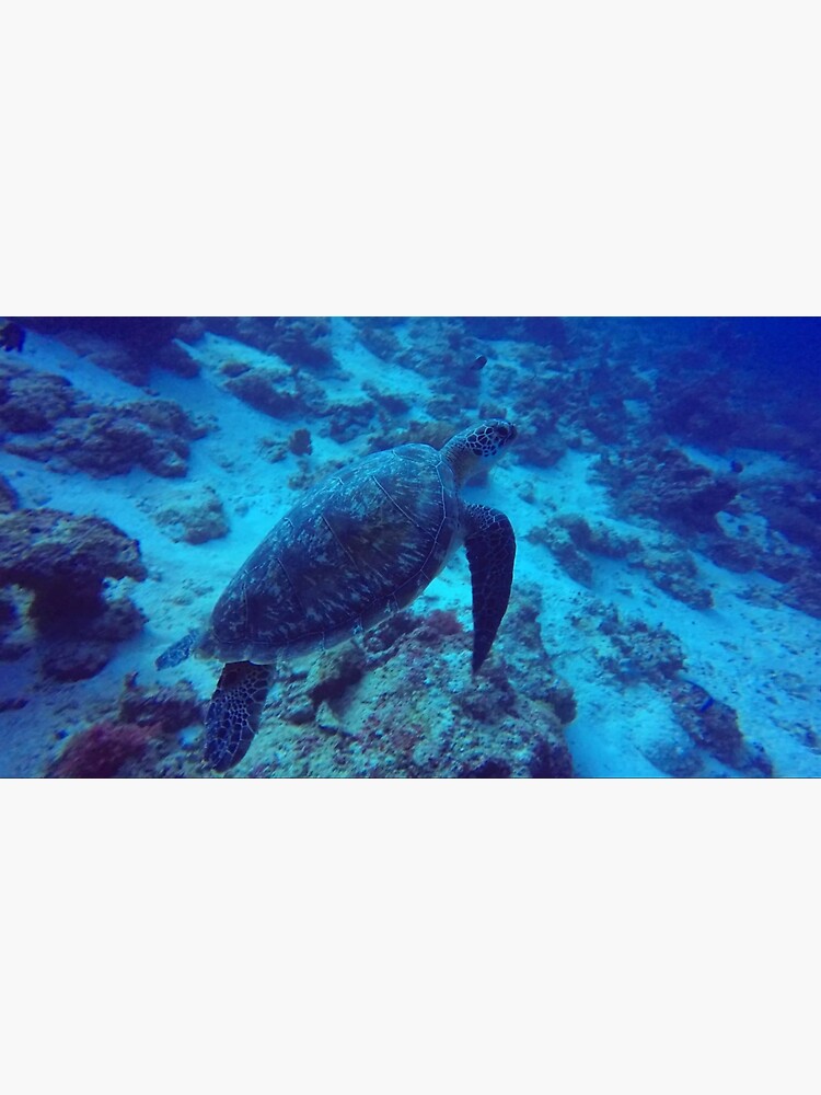 "Zanzibarian turtle" Sticker for Sale by Anna-Karin | Redbubble