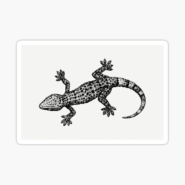 "Gecko" Sticker for Sale by NoBellyKnot | Redbubble