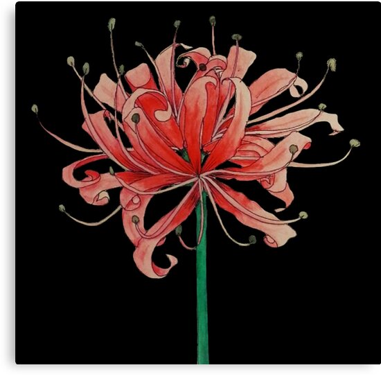 "Lycoris radiata" Canvas Prints by Little Beare Doodles | Redbubble