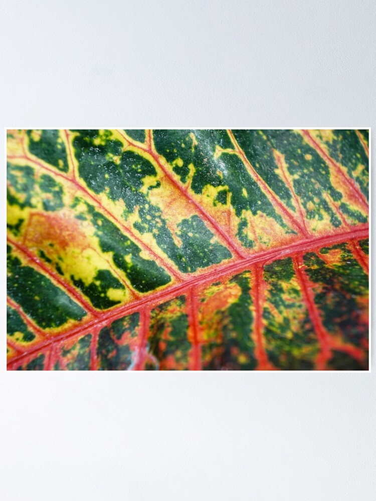 "Reggae Leaf Macro Photo Print" Poster by acehighart | Redbubble