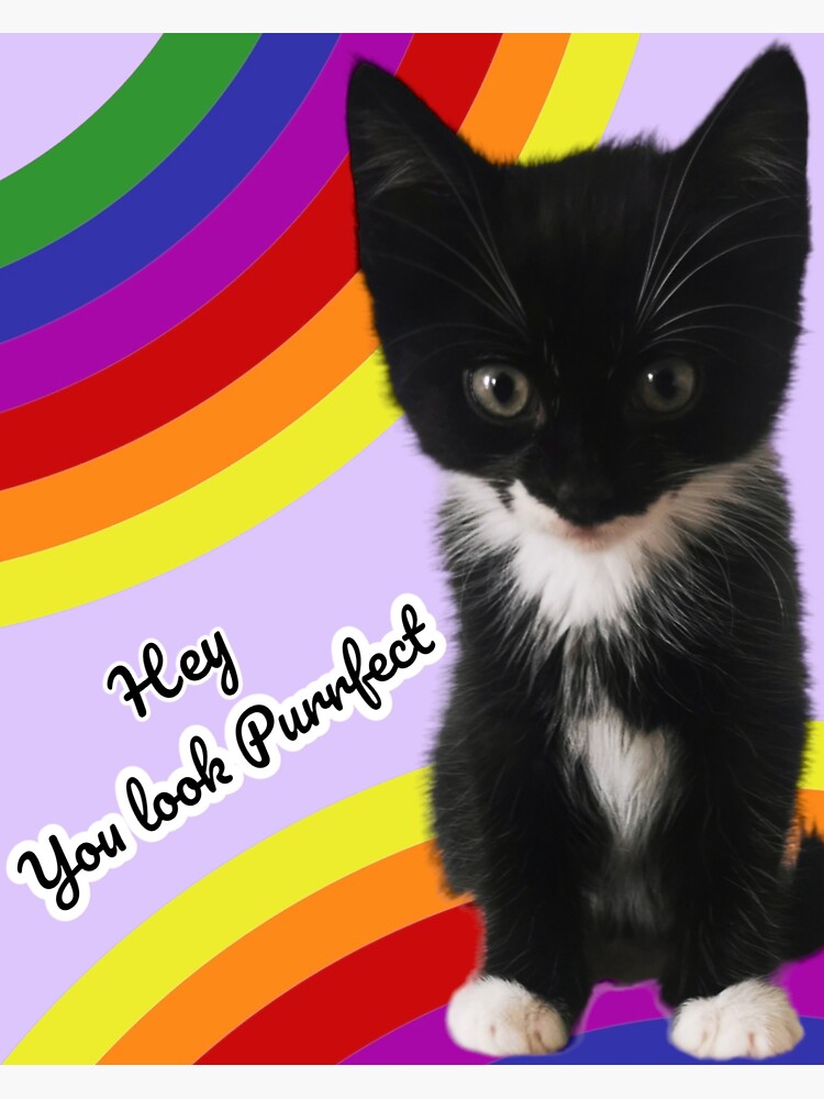 "Your Purrfect.... Cat quote" Sticker for Sale by N8tureM8 | Redbubble