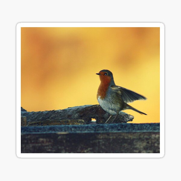 "robin bird" Sticker for Sale by Francespoppy | Redbubble