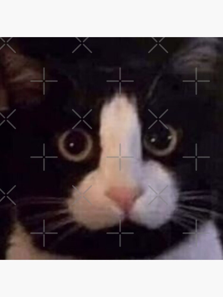 "Dick Face Cat" Sticker for Sale by Memes44 | Redbubble