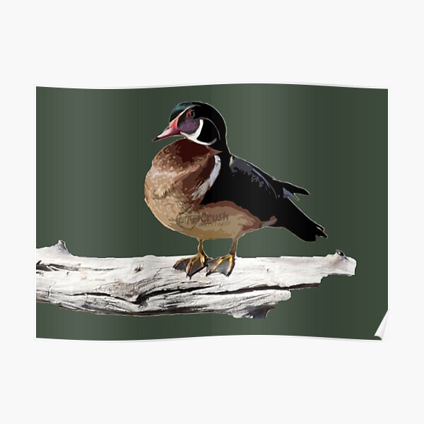"Colorful Wood Duck, Duck Hunting" Poster for Sale by LifeCrush | Redbubble