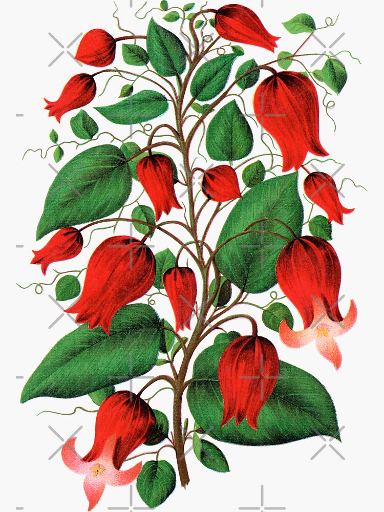 "Red flower, Clematis Coccinea lithograph" Sticker for Sale by JJAarts ...