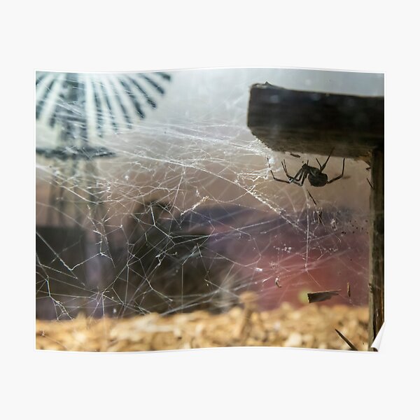 "Redback Outback" Poster by nickd1969 | Redbubble