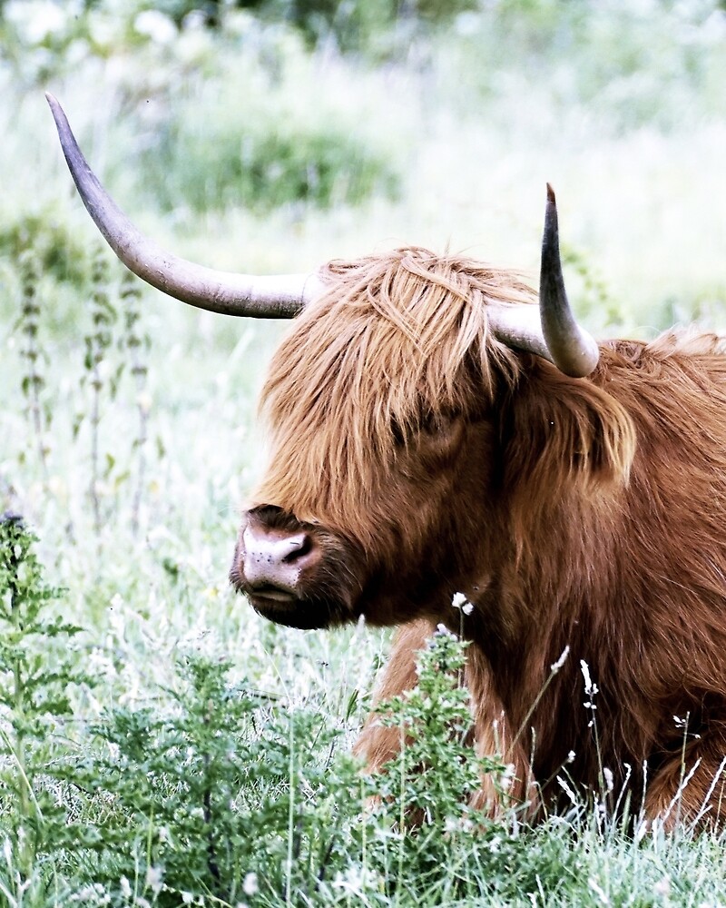 "Bull print, Scandinavian print, Scandinavian, Nordic, Trendy print ...