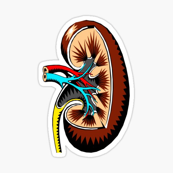 " Antique Human Anatomy - Human kidney" Sticker for Sale by pnand ...