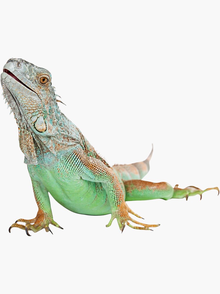 "Iguana" Sticker for Sale by Zip-Zup | Redbubble