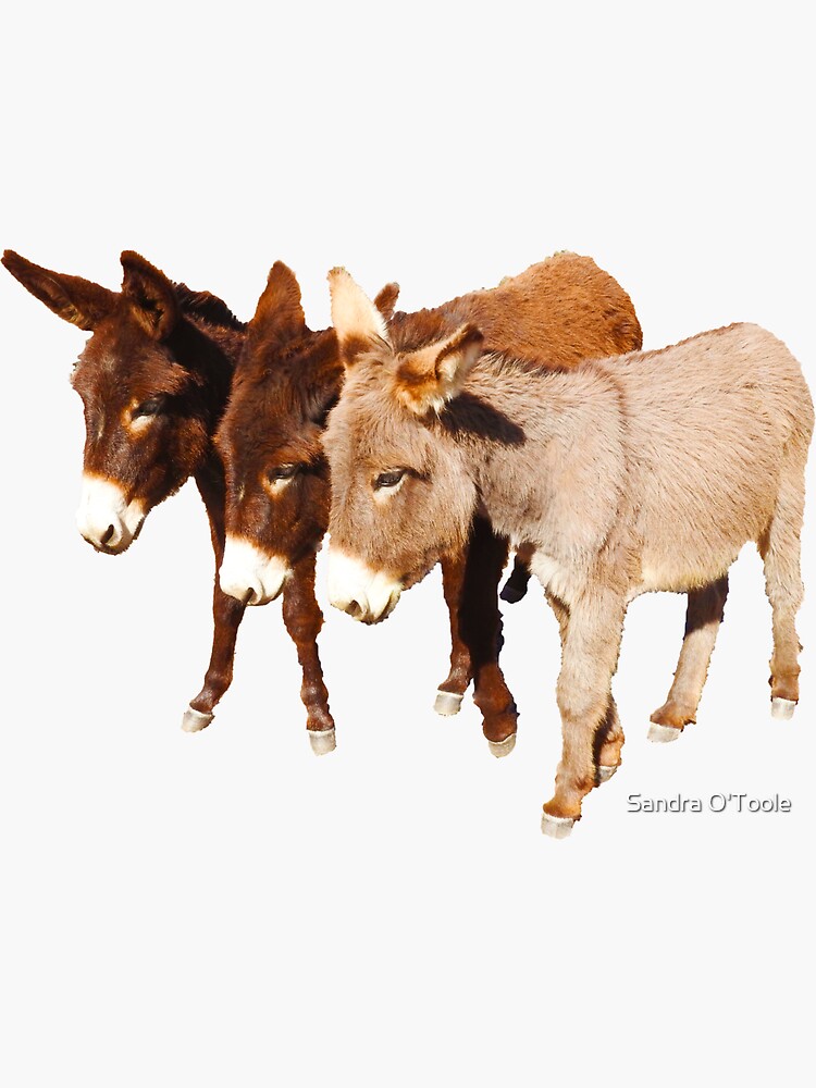 "Wild burros, donkeys, wildlife, Wild Burro Buddies" Sticker by ...