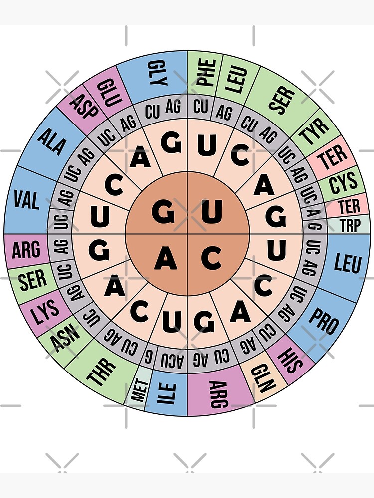"Codon chart" Poster for Sale by gutszilla | Redbubble