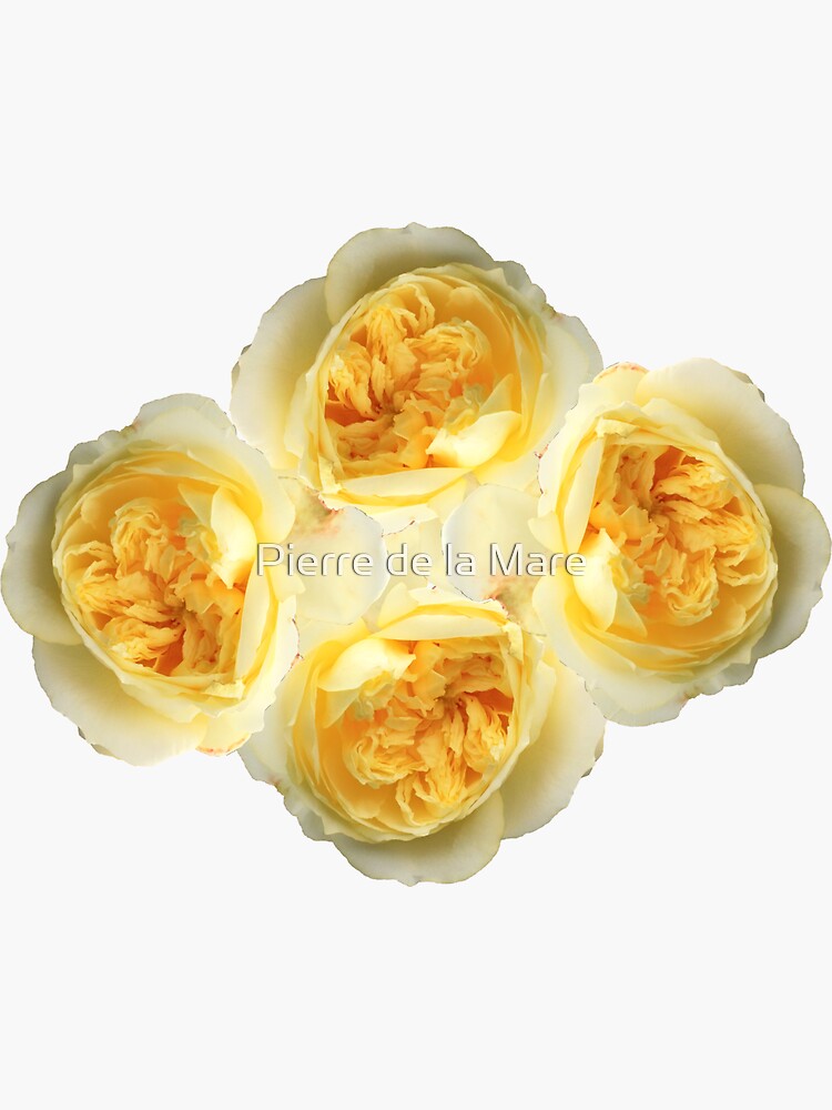 "Cluster of Four Yellow Roses, Petals" Sticker for Sale by ...