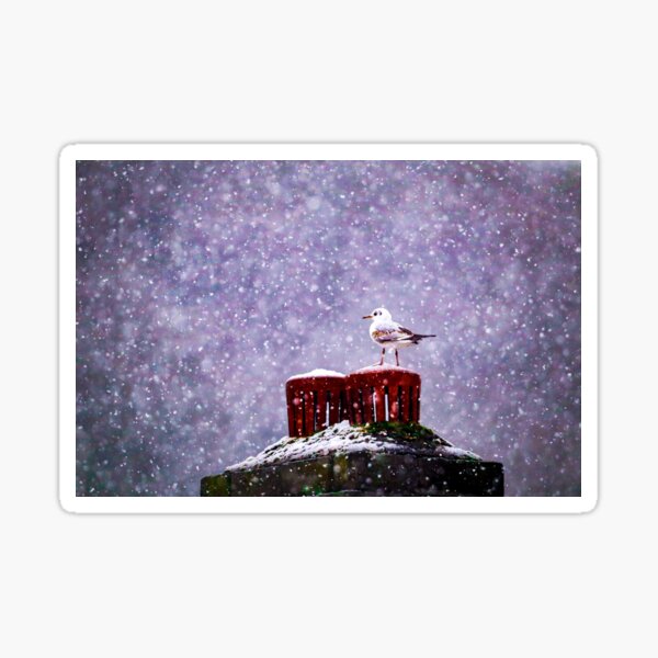 "Watching the snow fall..." Sticker for Sale by jwilkinsonpix | Redbubble