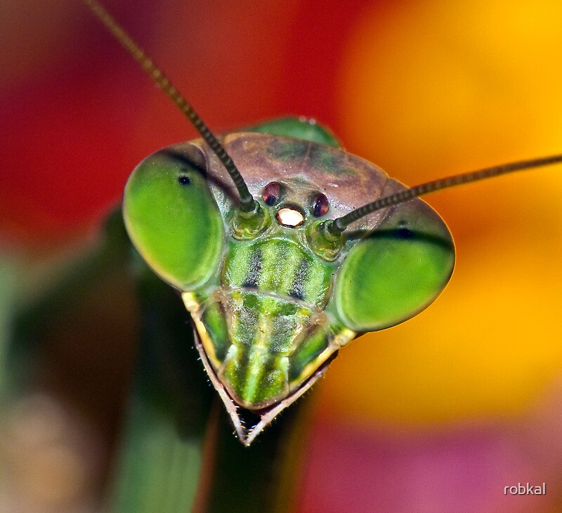 "Psychedelic Mantis !" by robkal | Redbubble