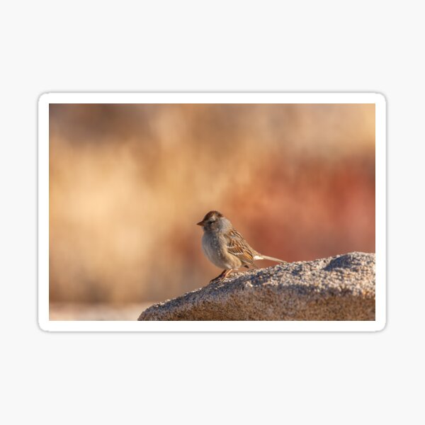 "Little Sparrow" Sticker for Sale by jvnimages | Redbubble