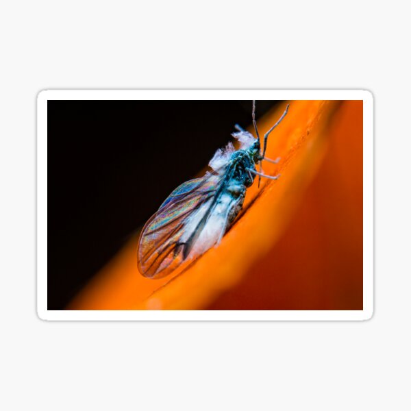 "Adult Woolly Aphid - Eriosomatinae" Sticker for Sale by ...