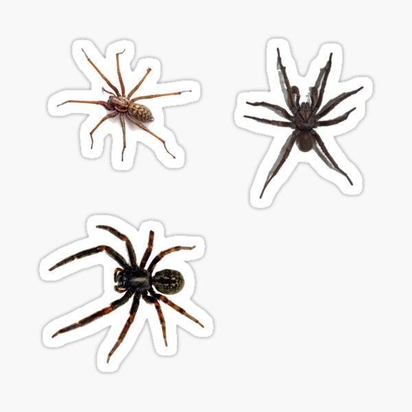 "Spiders" Sticker for Sale by inez5941 | Redbubble
