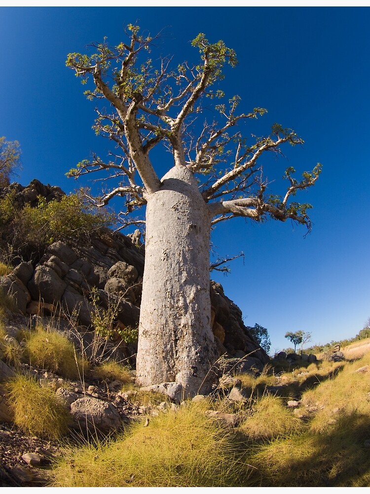 "kimberley boab tree" Photographic Print for Sale by colhellmuth ...