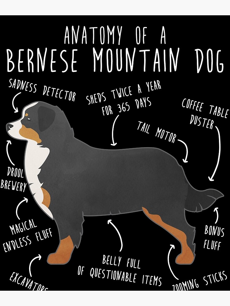 "Bernese Mountain Dog Anatomy" Poster for Sale by Psitta | Redbubble
